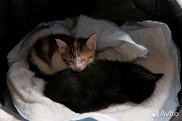 Котята без породы