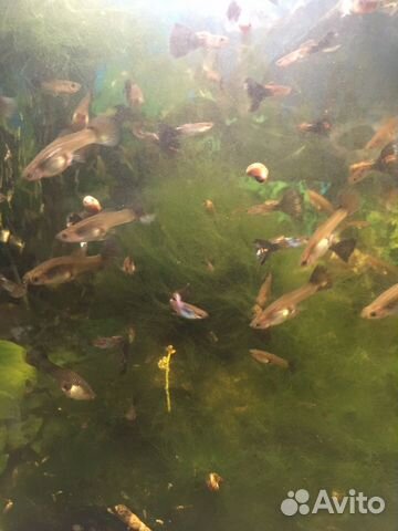 Гуппи и мелании