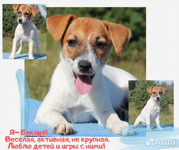 Милые щенки джек рассел терьера