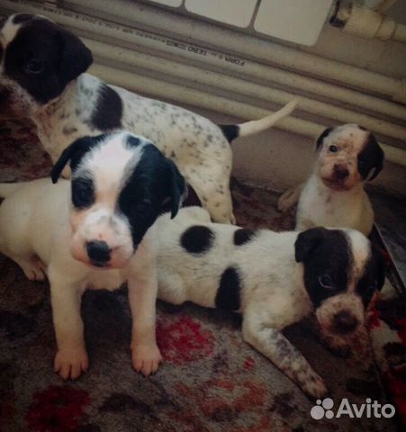 Отдам в добрые руки