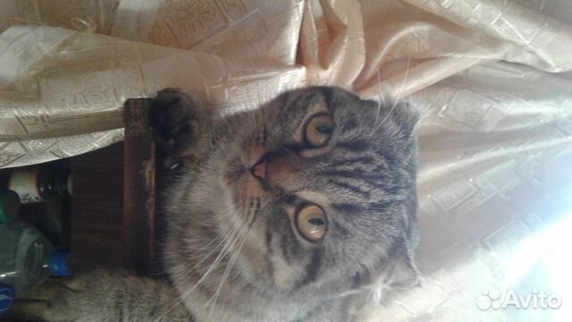 Кошка британская/Американский кёрл