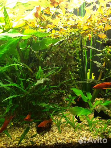 Аквариумные растения