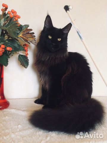 Котята Мейнкуна