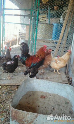 Петух Брама