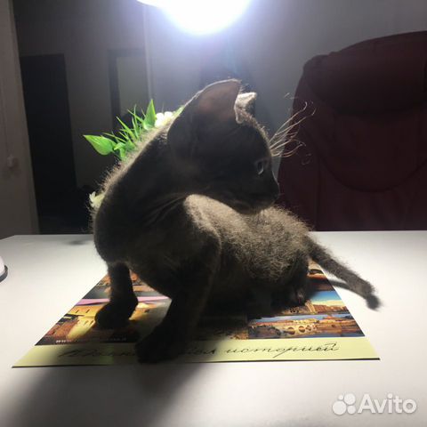 Продаются котята сфинксы