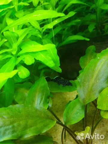 Звездчатый анциструс