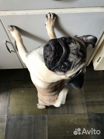 Мопс 4 месяца Черель
