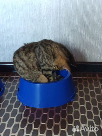 Котенок Рысь в дар