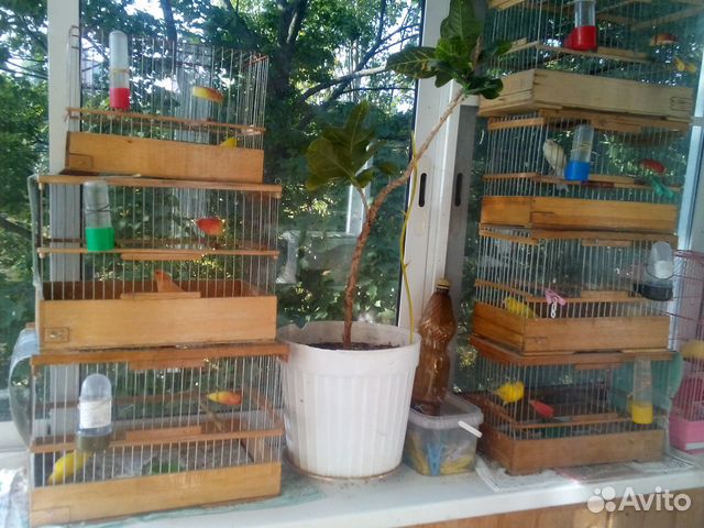 Канарейки овсяночного напева