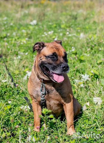 Ищет дом Ка де бо Джек