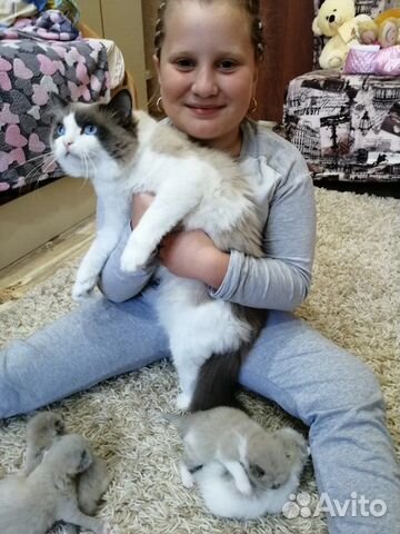 Славные малышки рэдголл