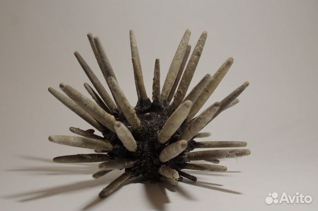 Морской еж, кораллы, ракушки, морские звезды