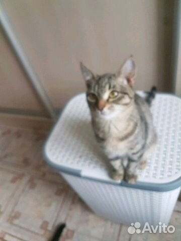 Шотландская-Джина 3.0 мес