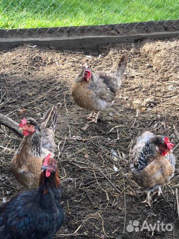 Куры породы Легбар и Маран