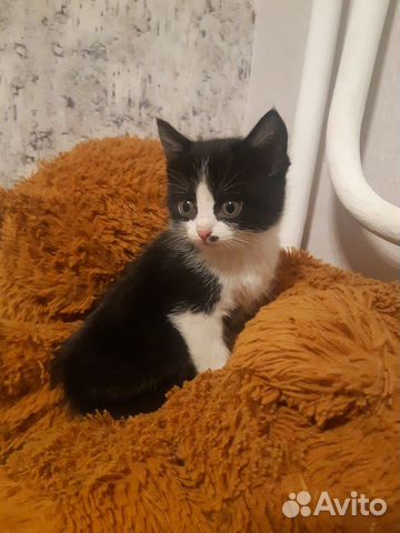 Котенок