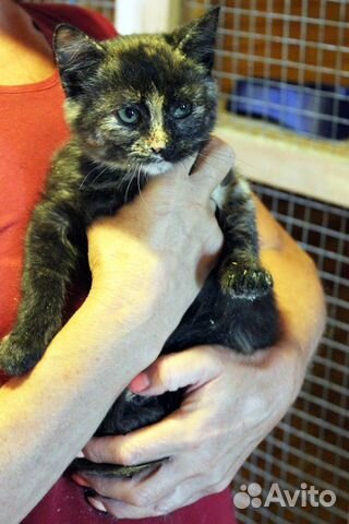 Пчелка ищет дом