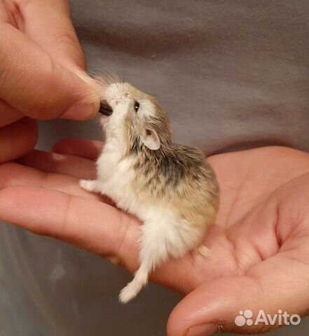 Хомяк Роборовского