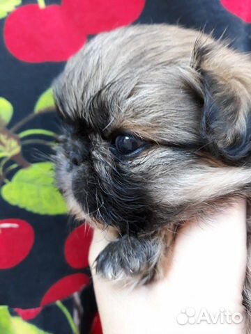 Щенки пекинеса