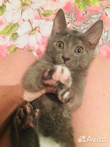Котята