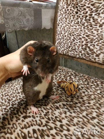 Отдам крысеныша в добрые руки