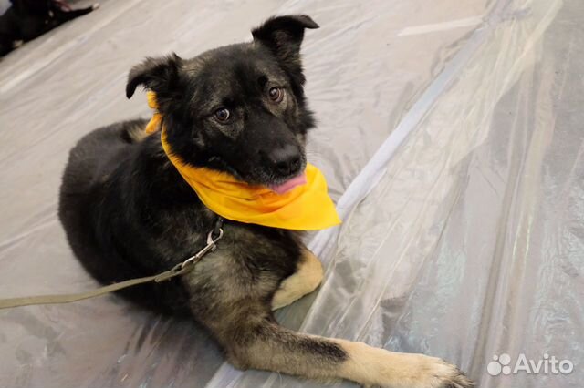 Отдам в хорошие руки