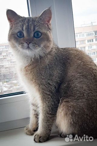 Золотистая британская шиншила. Кот