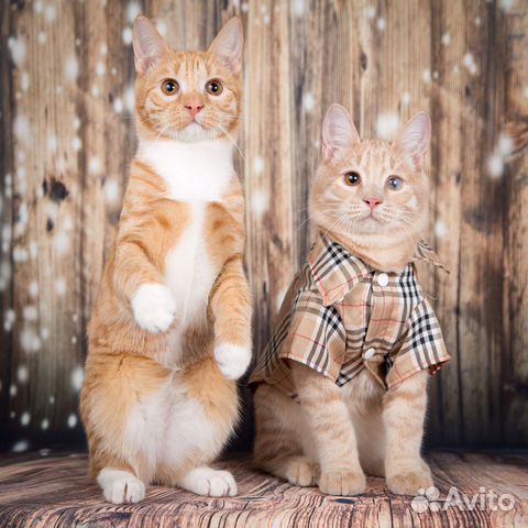 Харизматичные рыжики котики
