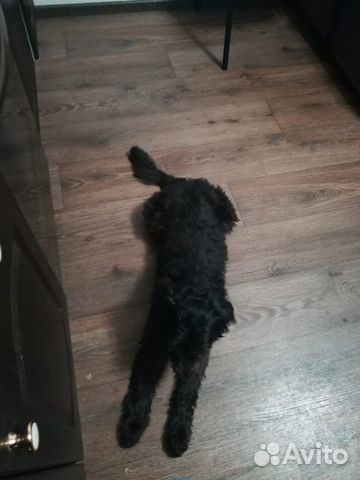 Ищем нового, ответственного хозяина собаке