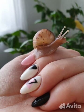 Улитка ахатина