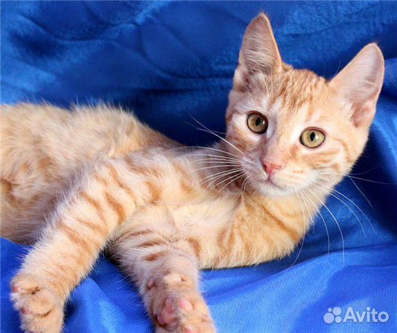 Рыжики - брат и сестра, Морковка и Абрикосик