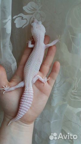 Эублефар, Hypo White Super Stealth