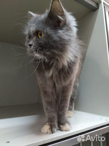 Добрая кошечка ищет дом