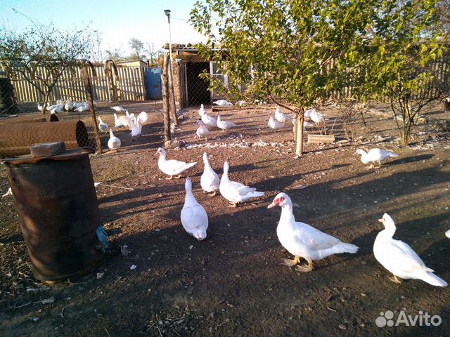 Белые индоутки