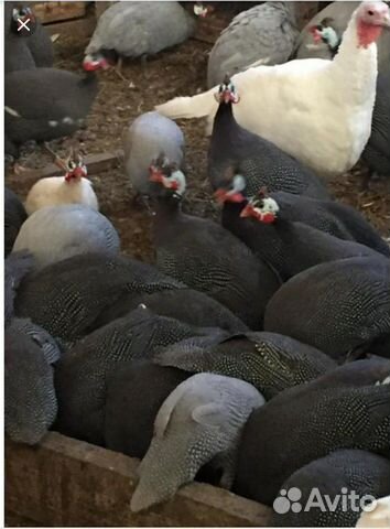 Цесарки годовалые продаю/меняю на корм,куриц,петух