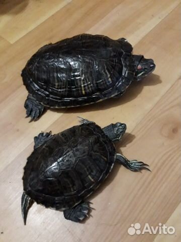 Отдаю красноухих черепах