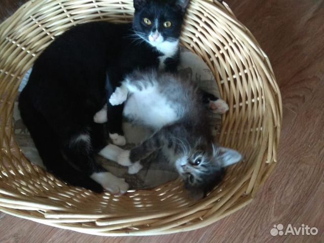 Котята в добрые руки
