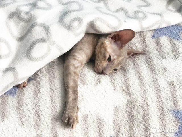 Отдам кошку Корниш-рекс