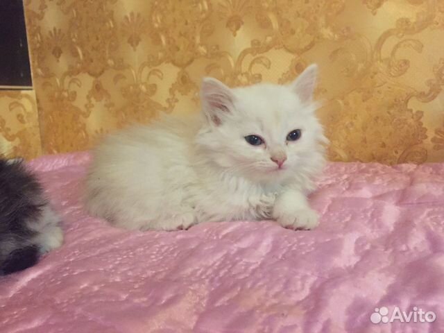 Отдам котят