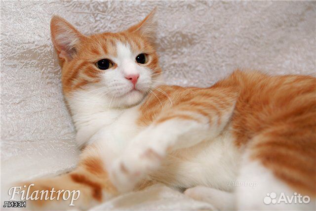 Кот- молодой, будет отличным другом