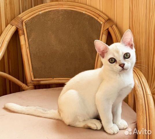 Котята породы бурмилла