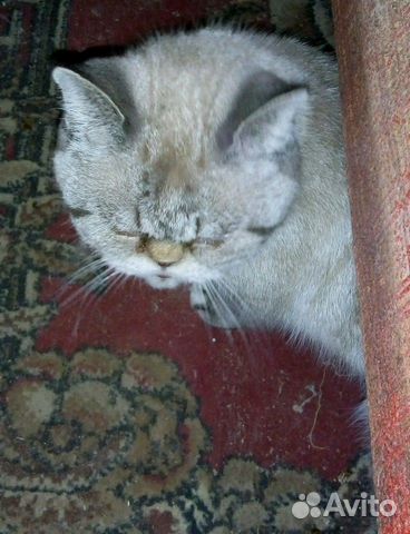 Кошка экзотическая обмен