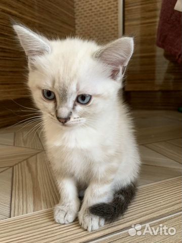 Чудо кошечка. Котёнок девочка 2 месяца