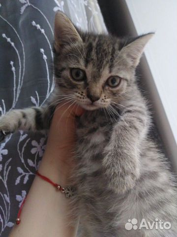 Отдаю котёнка, бесплатно. Красивая девочка, игрива