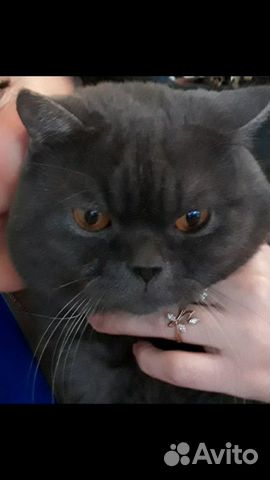 Вязка с британским котом