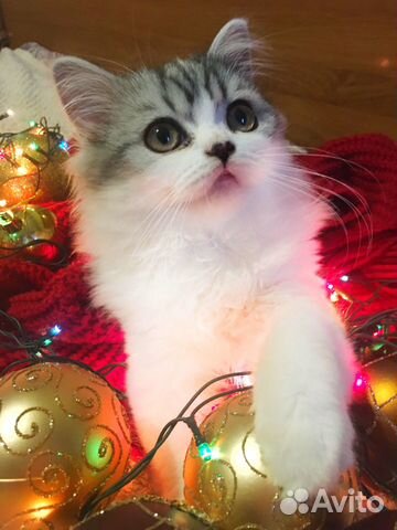 Настоящий шотландец