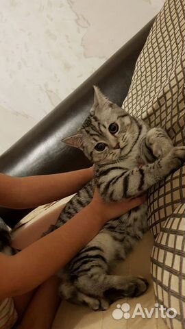 Британский котёнок