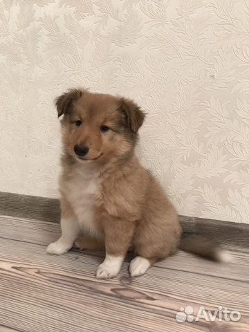 Девочка Шелти