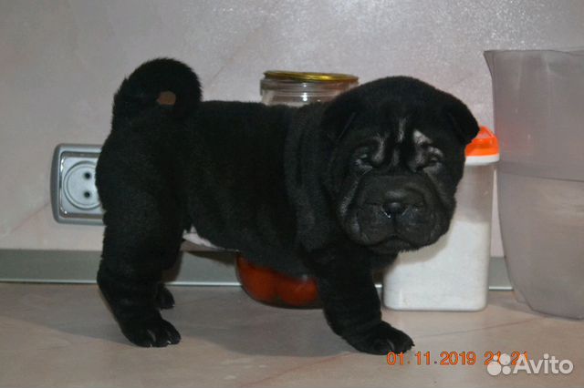 Малыши шарпея