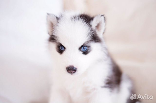 Хаски от Шикарного Производителя