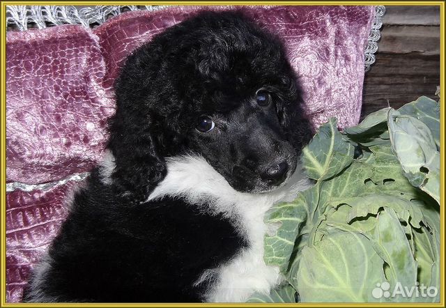 Девочка пуделя-арлекина